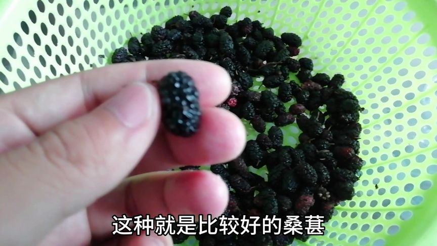 桑椹酒原来有这么多功效,教你自己在家做桑椹酒,每天一杯保健康