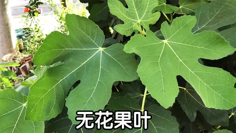 无花果好吃,叶片更珍贵,你对此了解多少呢别错过