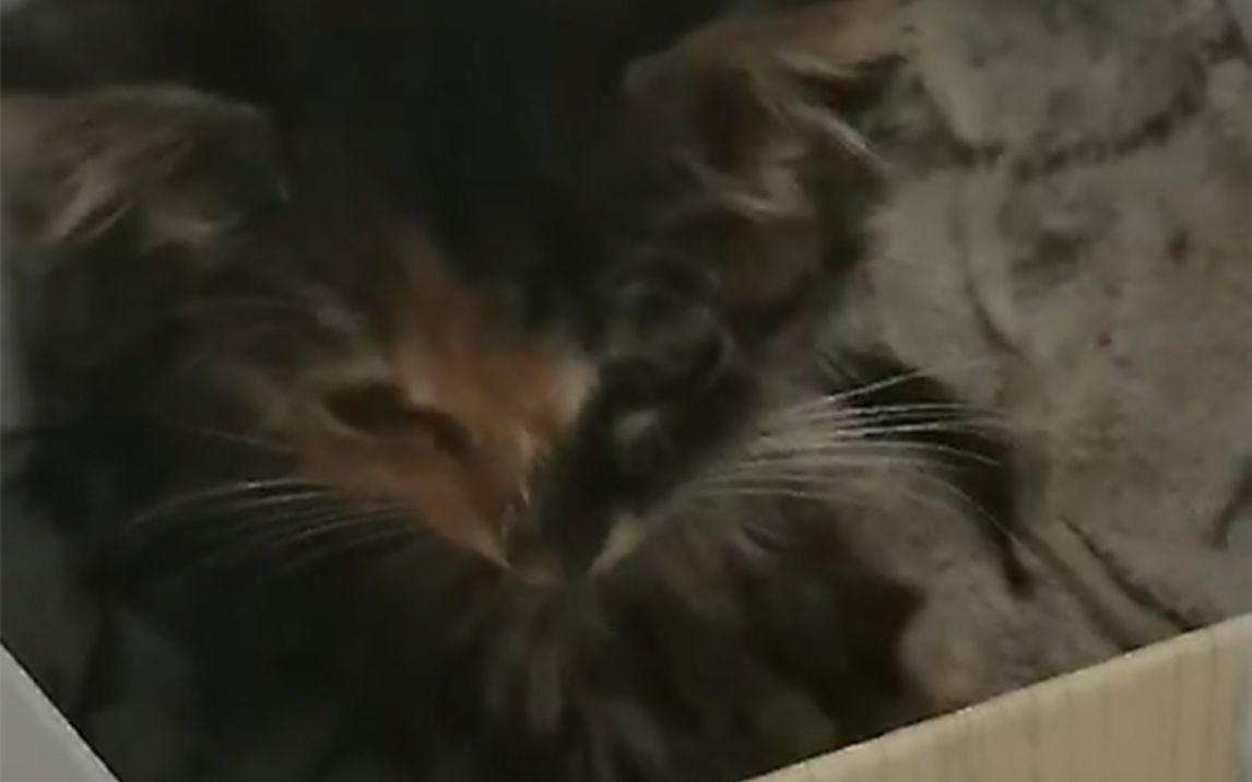 希望找到联系不上的爱心人士解除误会&体内有刀片的奶猫寻痊愈后的...