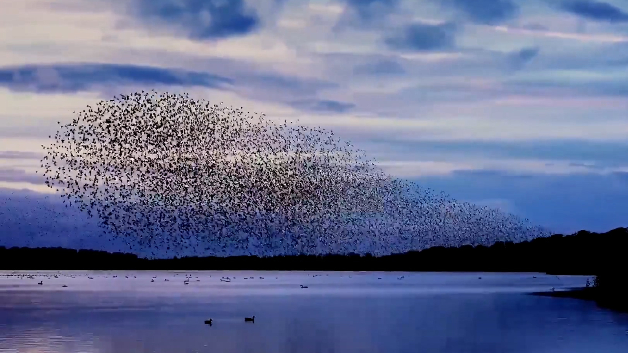 千余只椋鸟在空中起舞有多壮观?鸟云同雪崩和海浪的模式相同!
