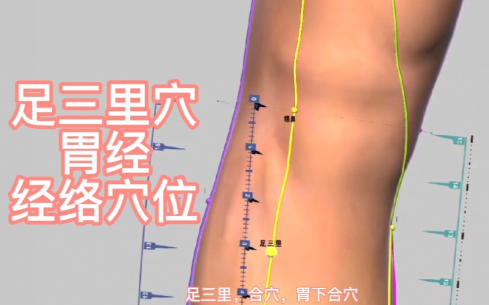 足三里穴_胃经_经络穴位
