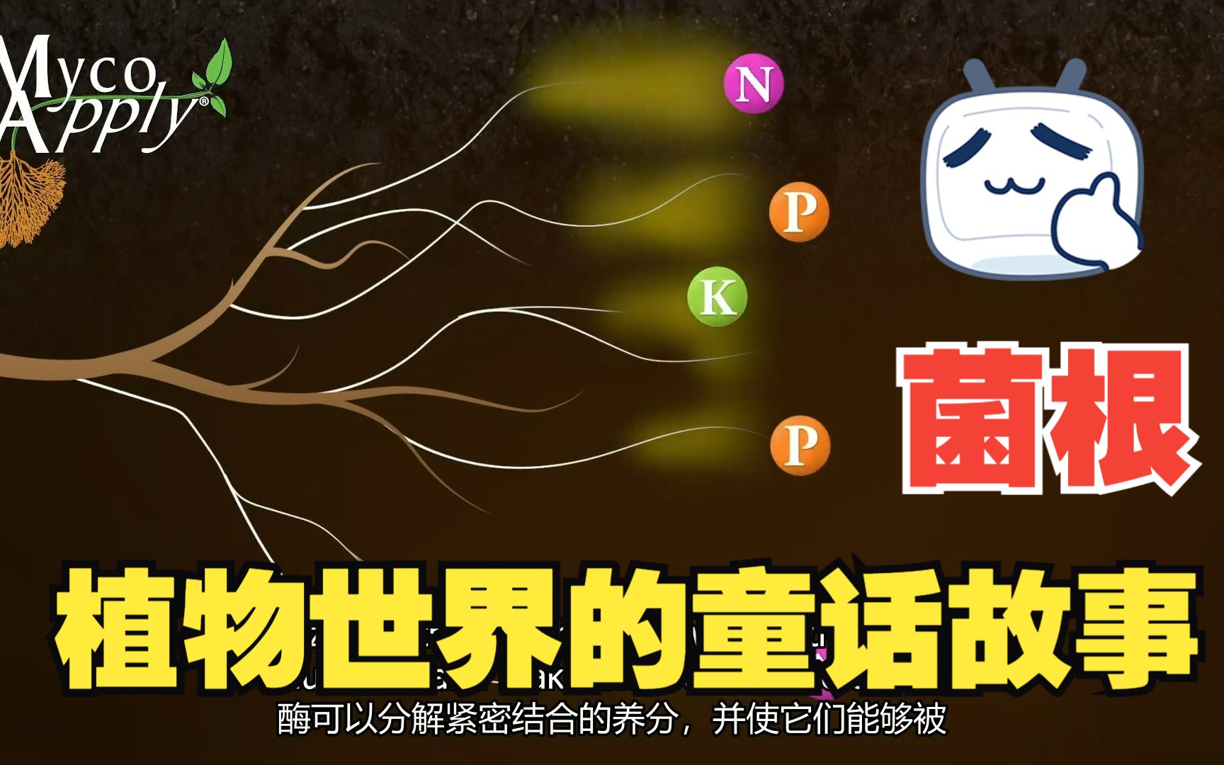 菌根真菌:植物世界的童话故事