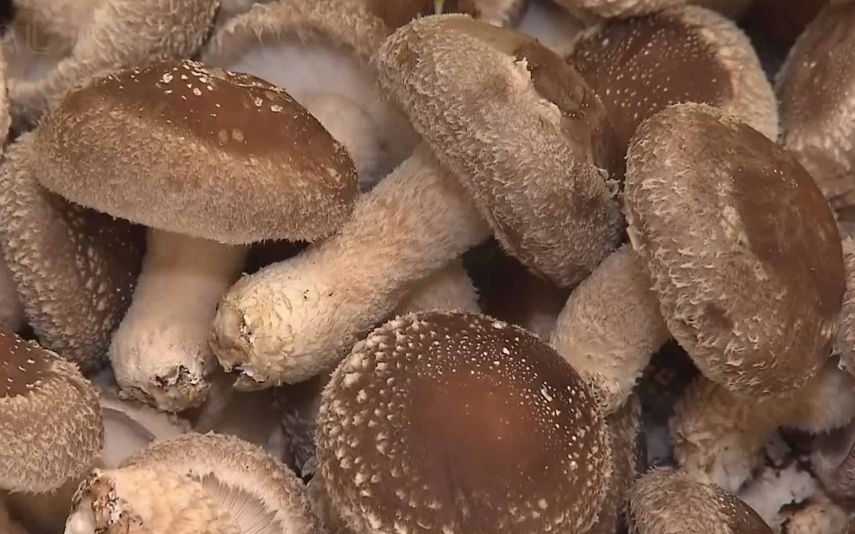 《食物百科》-被誉为“菇中皇后”的香菇是如何种植的?