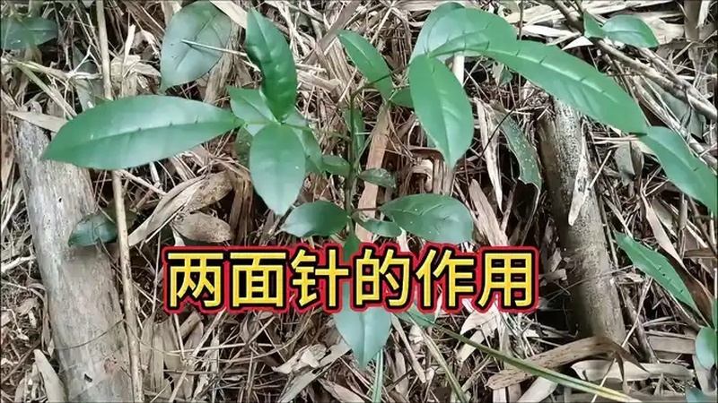 两面针的作用你知道吗
