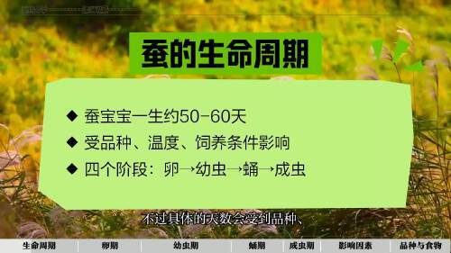 揭秘蚕宝宝一生:从卵到蛾仅需40多天!