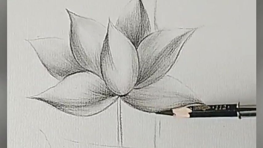 素描画教学,画荷花的进