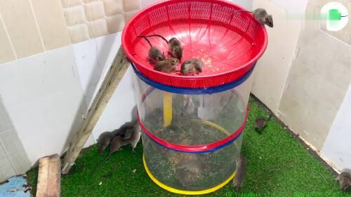 这么简陋的捕鼠器也能抓到老鼠,老鼠太傻了吧!