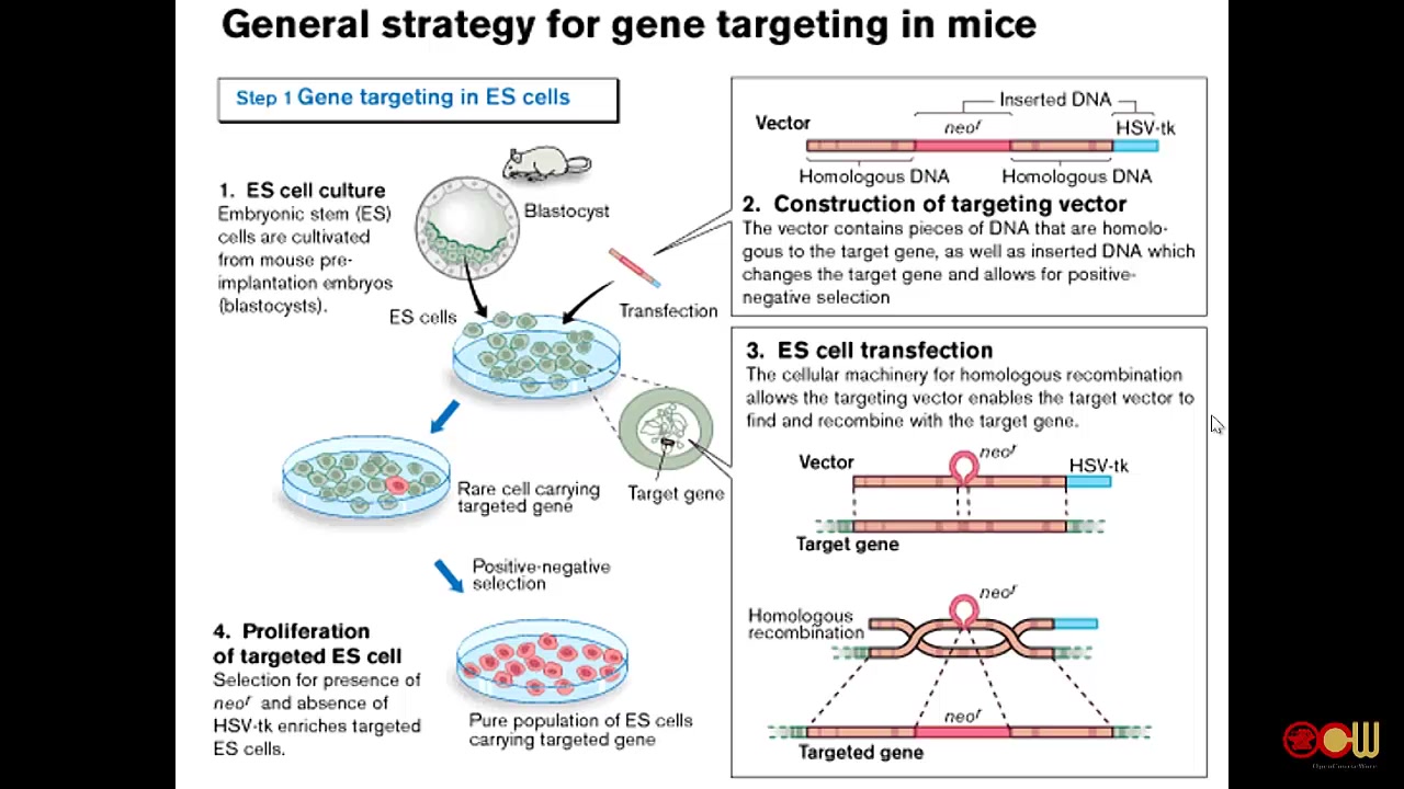 动物生殖系统 Animal Reproductive System