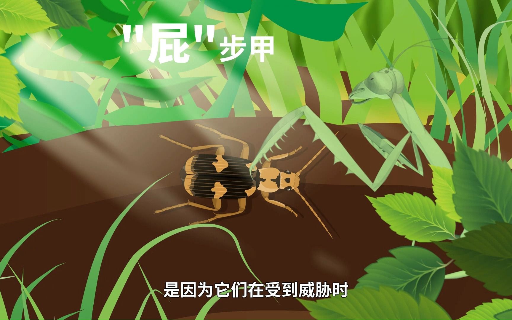 昆虫科普知识动画—屁步甲