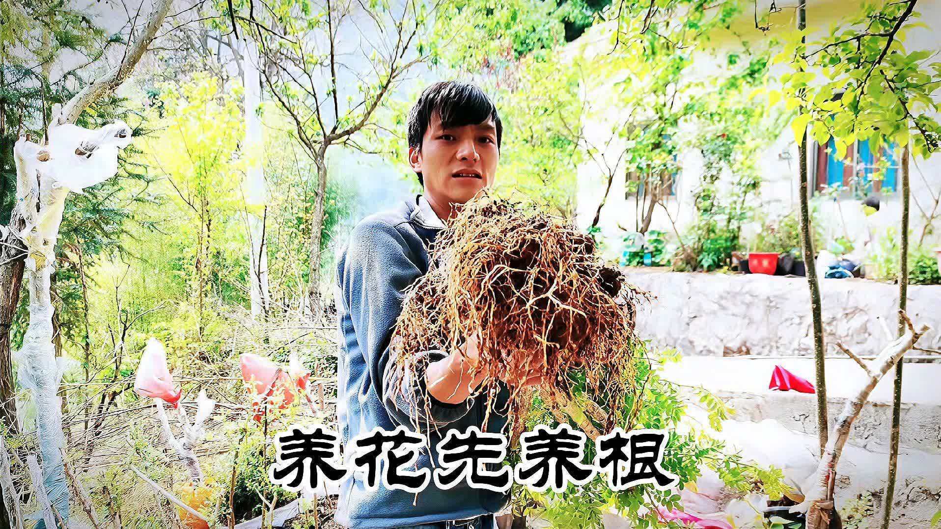 根系是植物的命脉,搞懂根系生长原理,你也是园艺大神