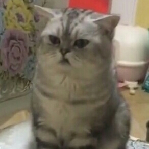 超威--蓝猫 