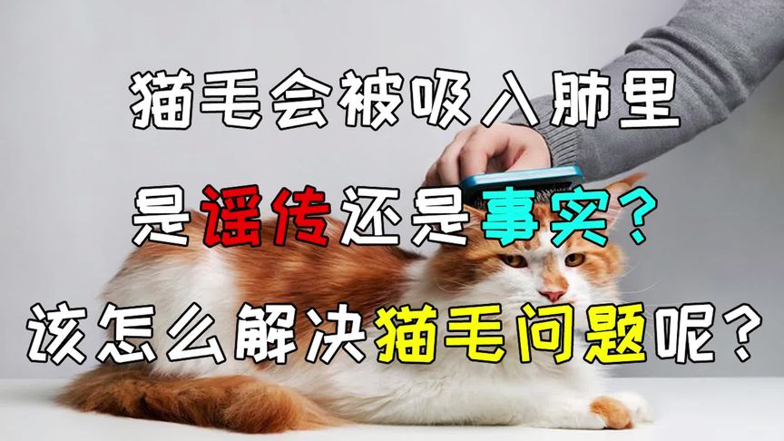 猫毛会被吸入肺里,是谣传还是事实?该怎么解决猫毛问题呢?