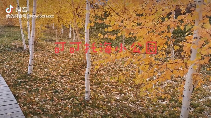 新疆可可托海小白桦林