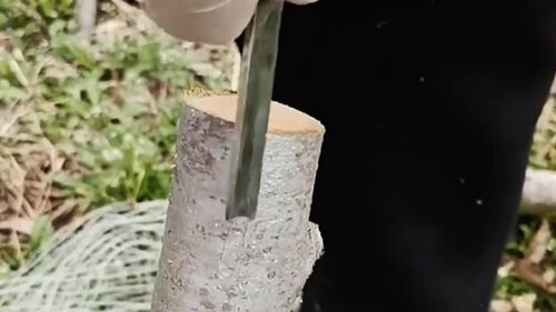 梨树嫁接小技巧,嫁接位置一定要在生长期,不然就白忙活了