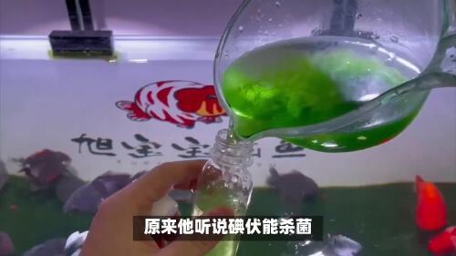 两滴碘伏引发的鱼缸危机:新手养鱼必知的消毒误区