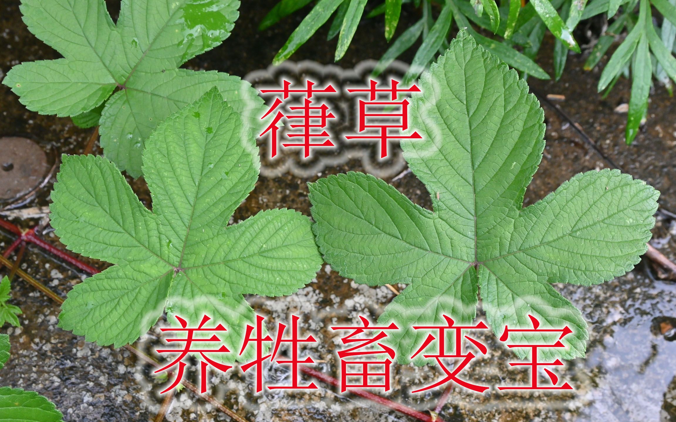 养牲畜把“葎草”变成宝!农民不懂当害草除,大家了解真正价值吗