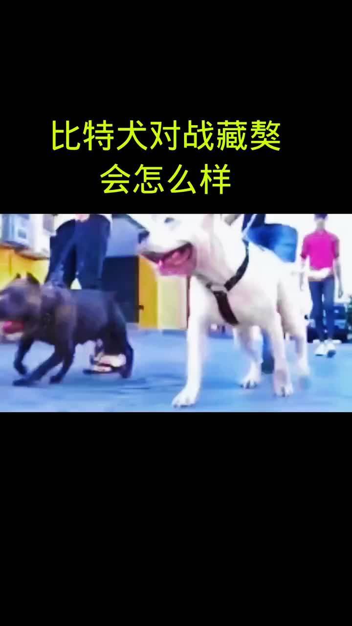 比特犬对战藏獒会怎样