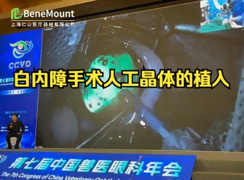 【人工晶体】动物白内障手术人工晶体植入详细过程 含眼科专家现场...