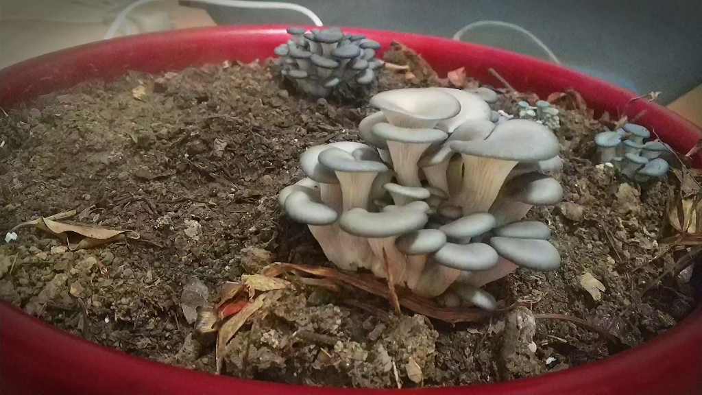 平菇的生长延时记录