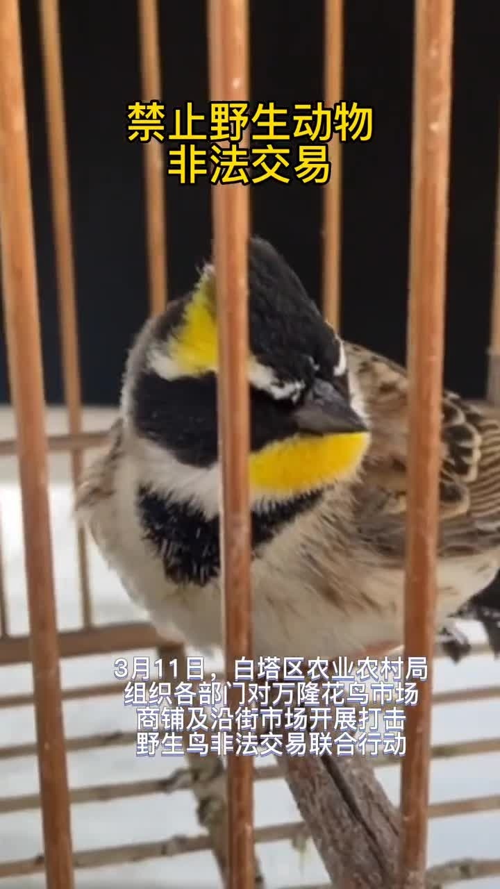 宣传野生动物保护法律法规,禁止.