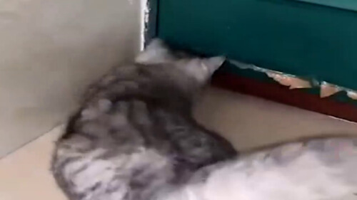 会撒娇的猫咪就是让人顶不住