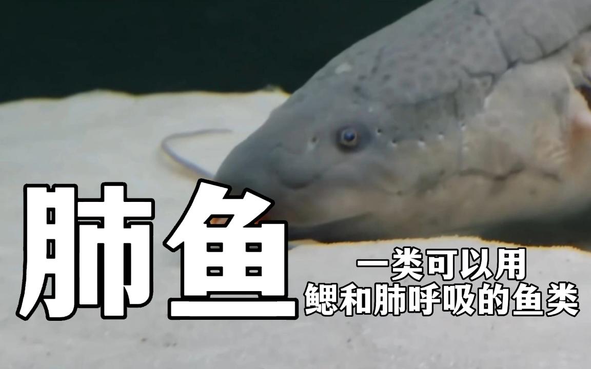 肺鱼:一类可以用鳃和肺呼吸的鱼类