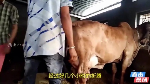 在静谧森林中,动物们的精彩时刻,展现出惊人魅力与真实生活的对比