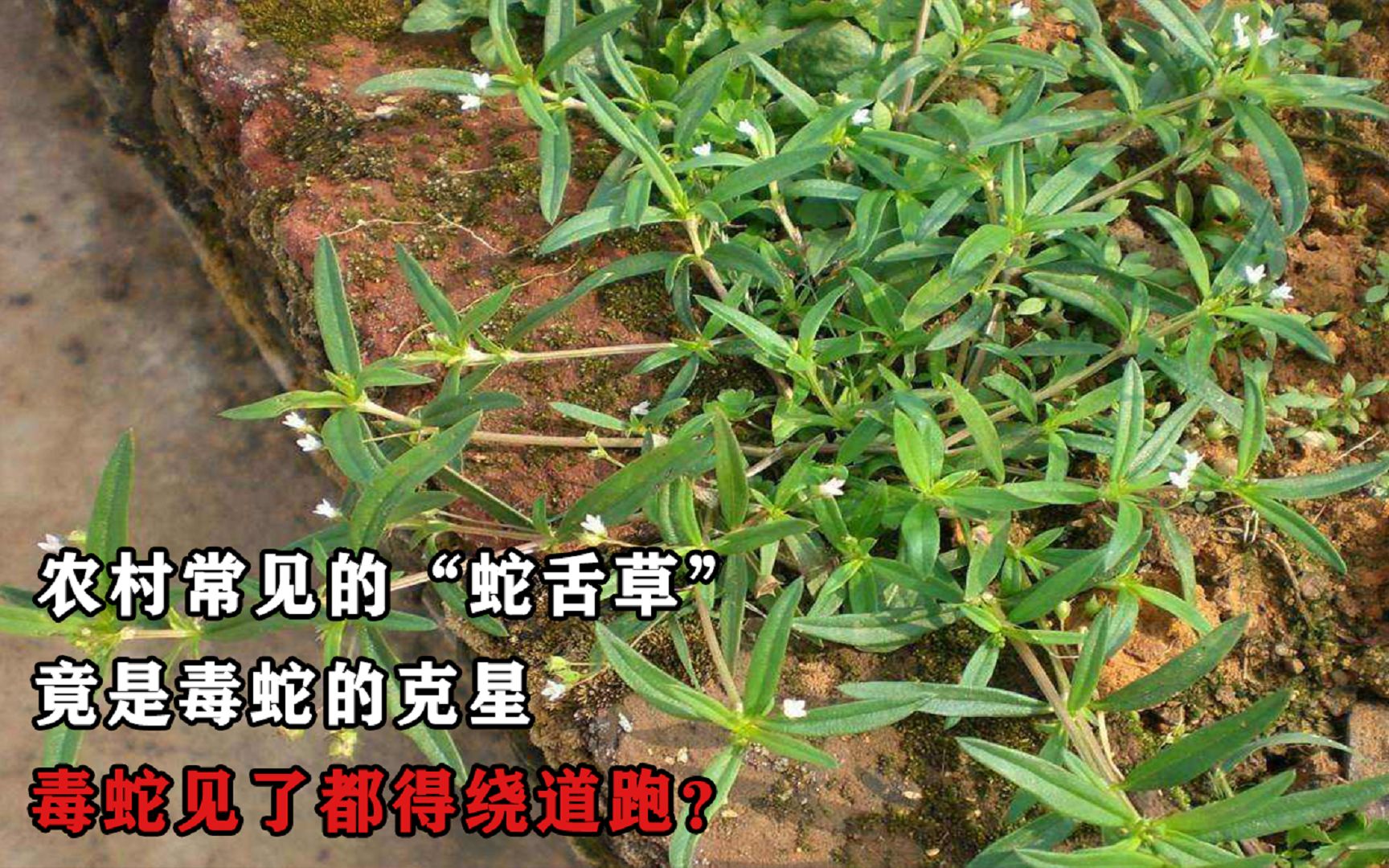 农村常见的“蛇舌草”,竟是毒蛇的克星,毒蛇见了都得绕道跑?