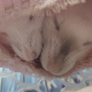 く嘉鱼逐水ゝ 