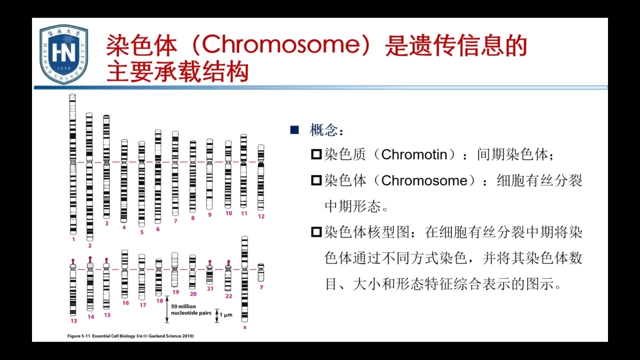 第三章 DNA和染色体 (1)