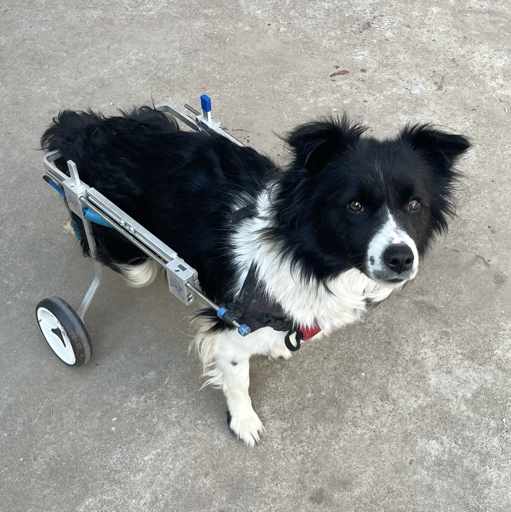 小洛和流浪狗的故事 