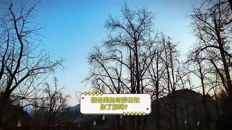 银杏果的奇妙功效,你了解吗?