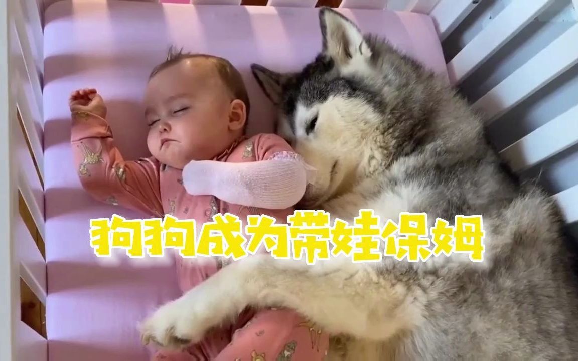 狗狗把小宝宝当成自己的孩子,成为哄娃睡觉的保姆,主人高兴坏了