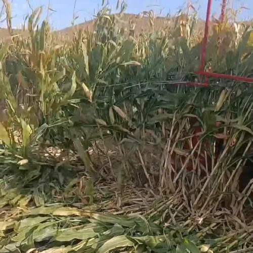 来看看这款收割机到底能不能胜任工作任务