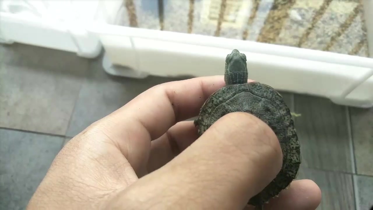 【开箱】30块拍卖到一只乌龟,开箱后一下水就要开始“多龟运动”