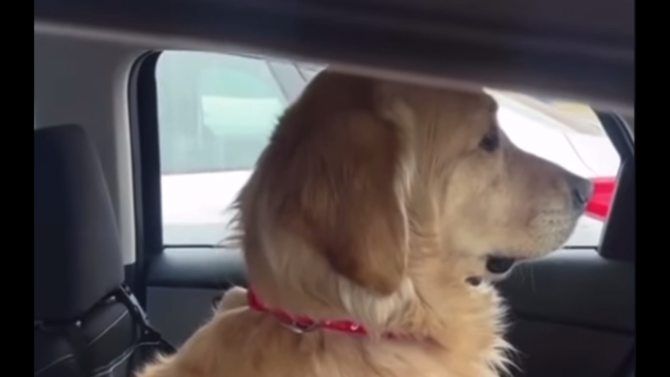 狗狗找错主人合集