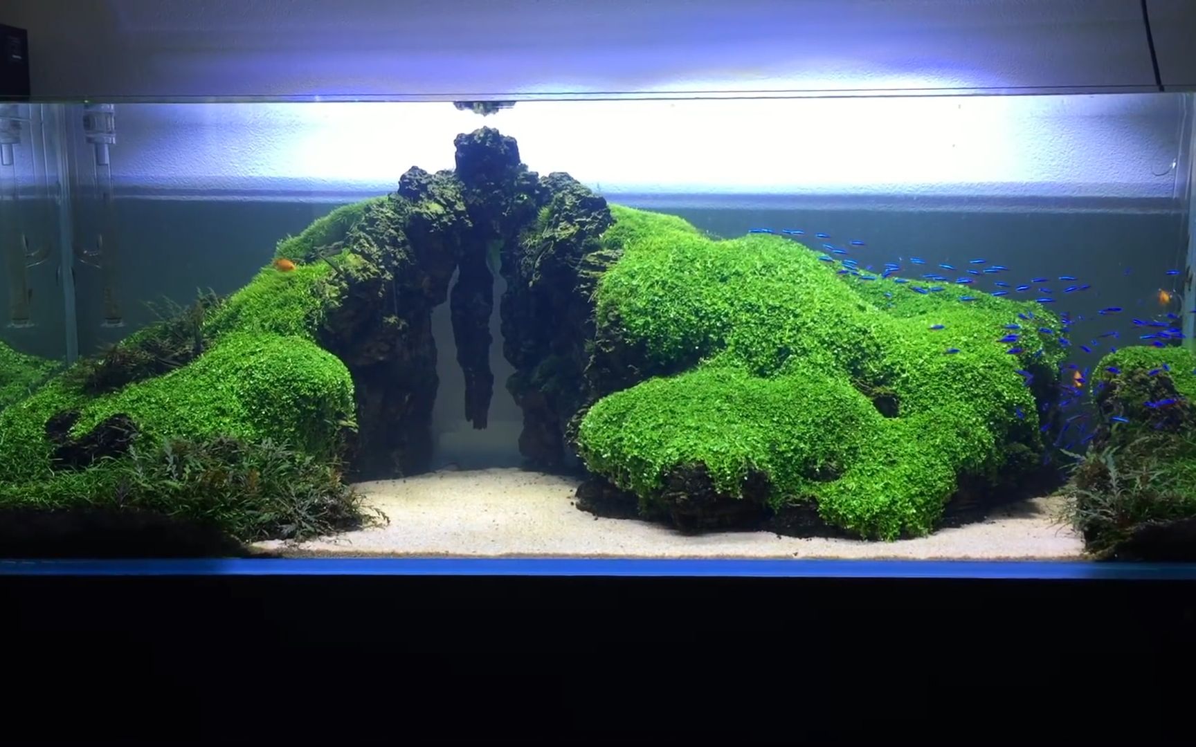 1.5米草缸造景——《魔法山谷》