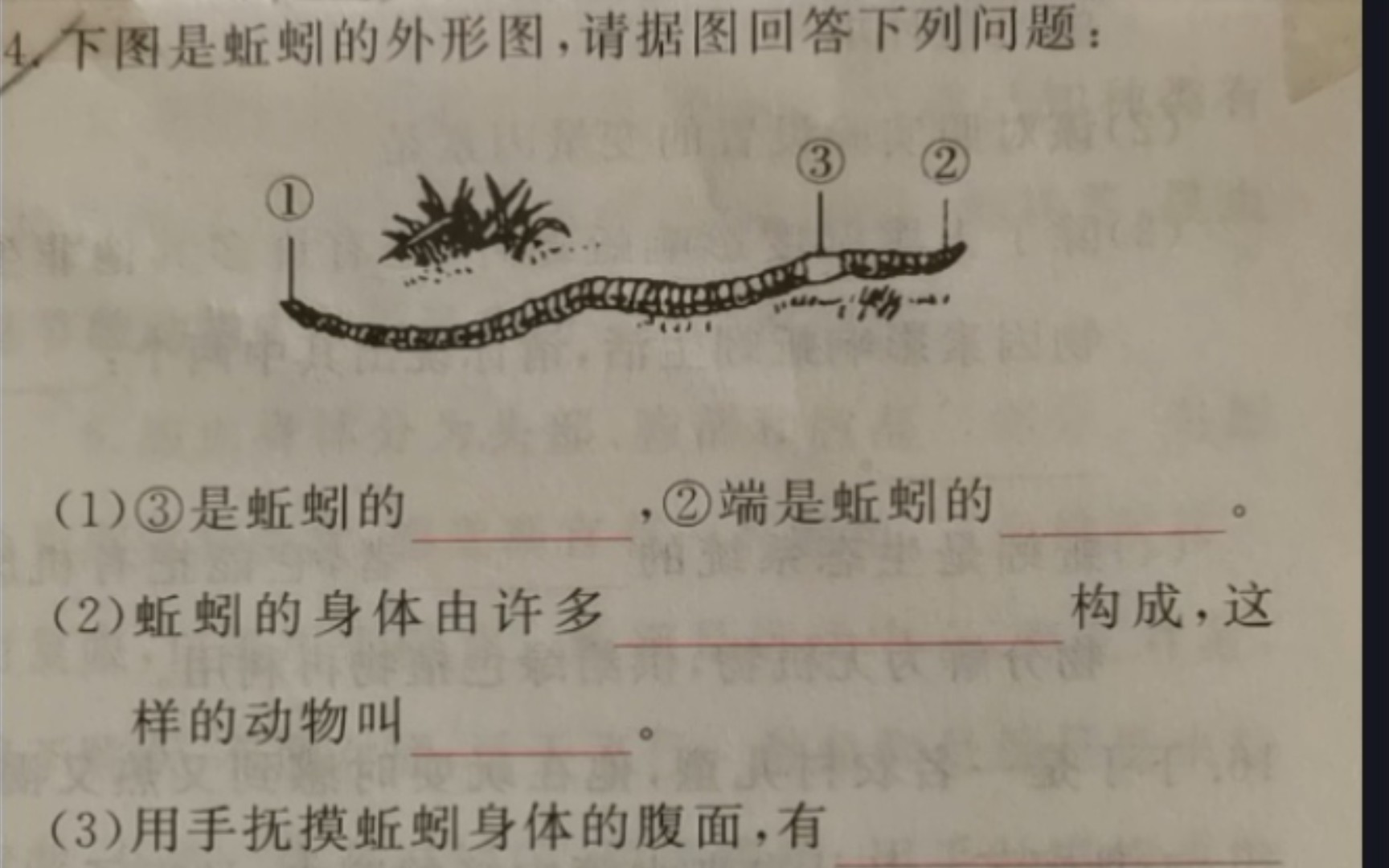 环节动物 同律分节 蚯蚓 体壁 呼吸 实验(人教版初中生物八年级上册)