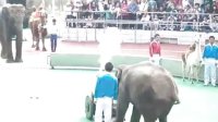 上海野生动物园动物表演