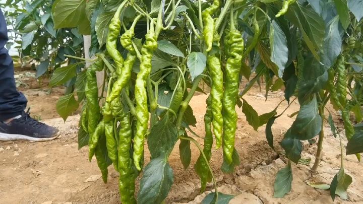 山东寿光菜农种植螺丝椒新品种,果型好产量高,市场行情特别好