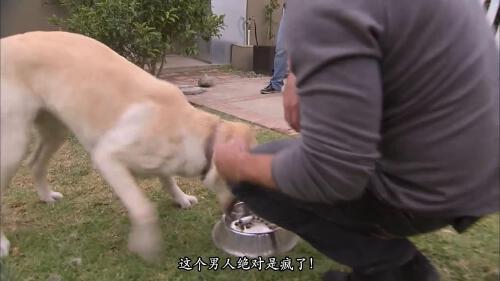 训犬大师竟然也会翻车!咬伤主人的狗该如何处理?