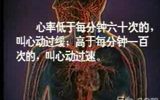 犬猫的心脏结构
