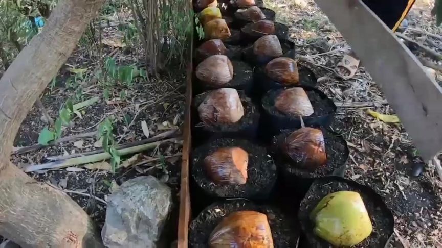 椰子树是如何育种的?从种子快速发芽,到一片绿油油椰林的过程!
