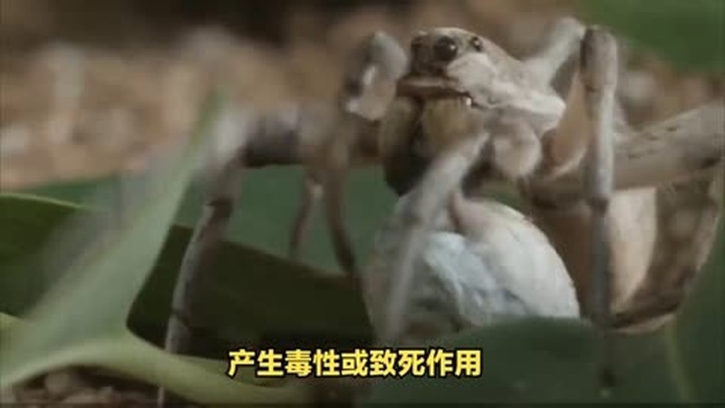毒性与进化:探索动物毒性及其在生态系统中的作用