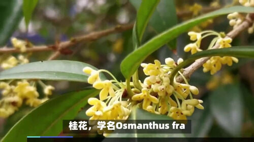 桂花的多种用途有哪些?