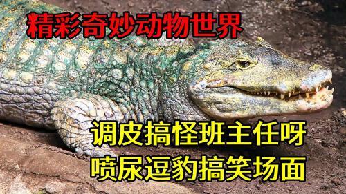 精彩奇妙动物世界!调皮搞怪班主任呀,喷尿逗豹搞笑场面