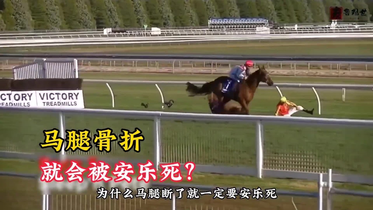 为什么马腿骨折就要被安乐死?
