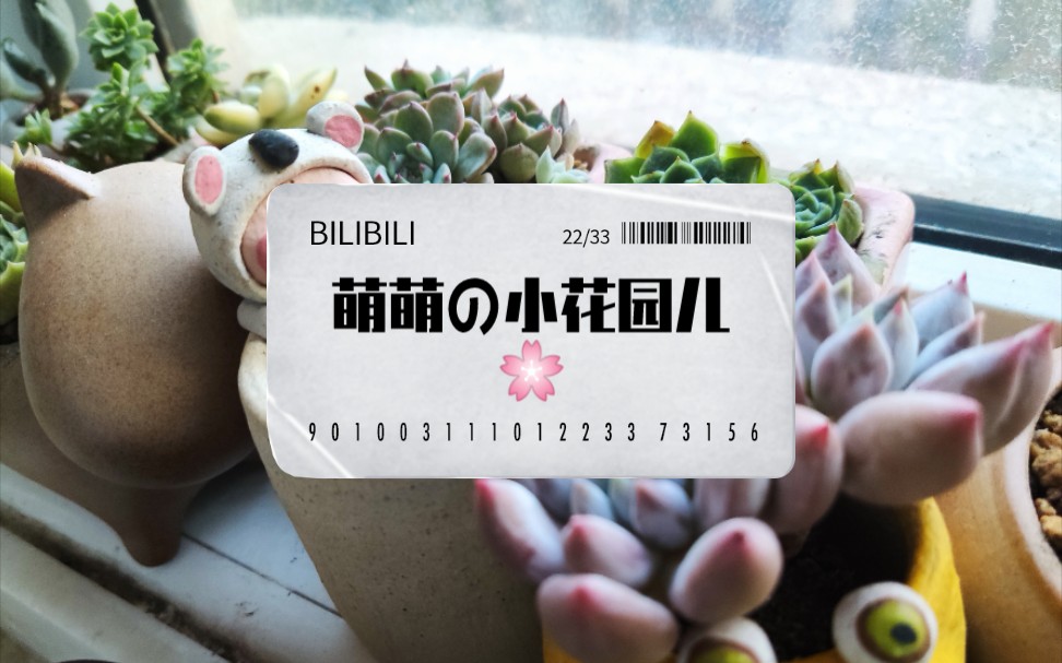 排水管儿对多肉的功效