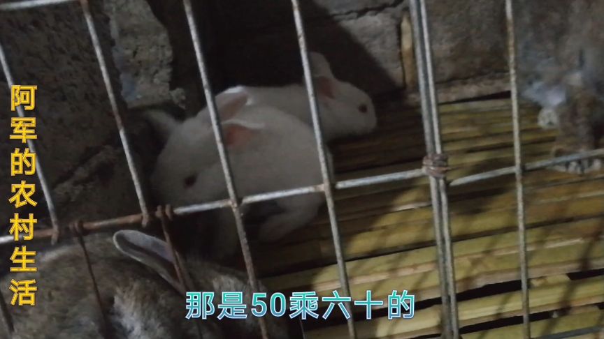 用砖砌的兔窝又经济又实用,为了节约成本,来大家看看怎么做