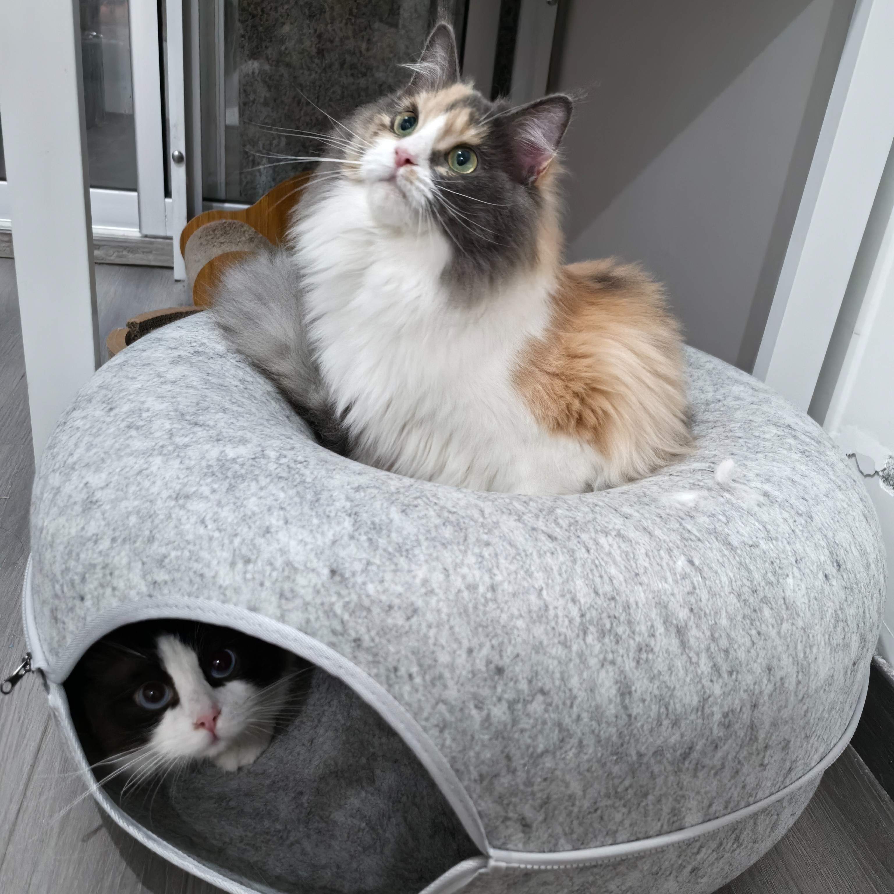 鹅鹅鹅鹅鹅嘎丶 